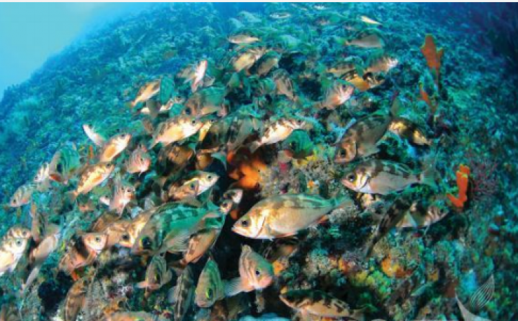 World Oceans Day: we must protect marine environments